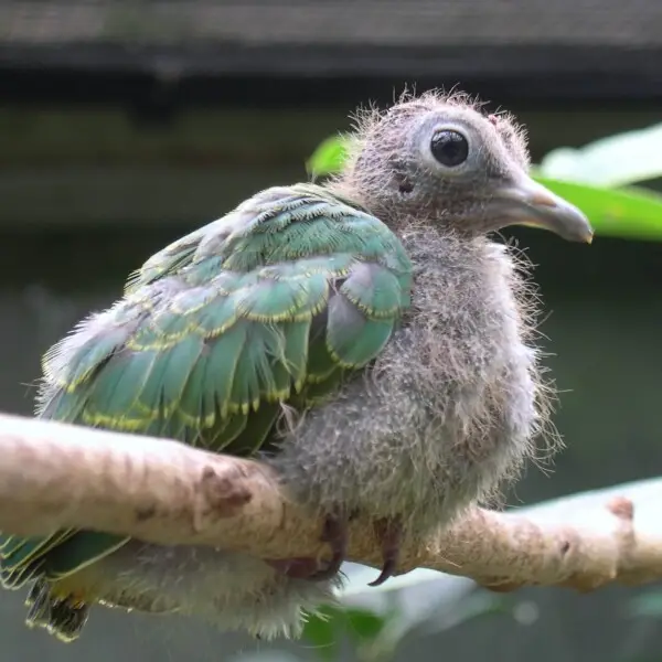 Black-naped fruit dove - Facts, Diet, Habitat & Pictures on Animalia.bio