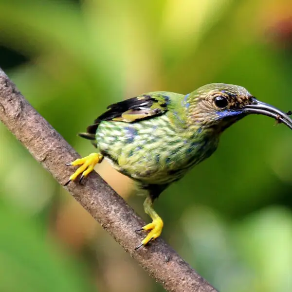 Cyanerpes caeruleus - факти, дієта, ареал і фотографії на Animalia.bio