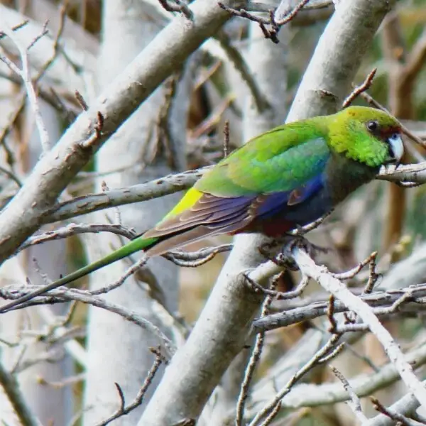 Red-capped parrot - Facts, Diet, Habitat & Pictures on Animalia.bio