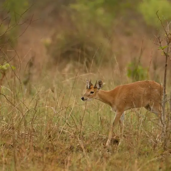 Four-Horned Antelope - Facts, Diet, Habitat & Pictures on Animalia.bio