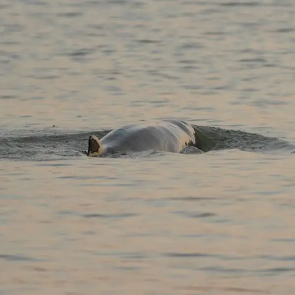 Irrawaddy Dolphin - Facts, Diet, Habitat & Pictures on Animalia.bio