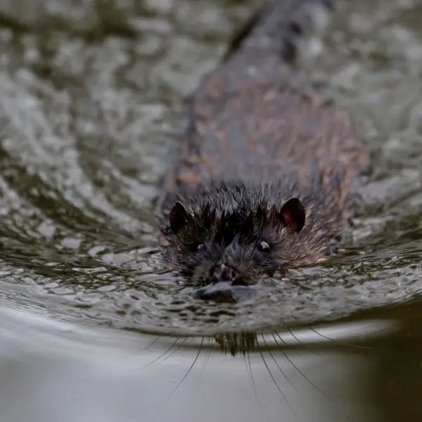 Rakali - Facts, Diet, Habitat & Pictures on Animalia.bio