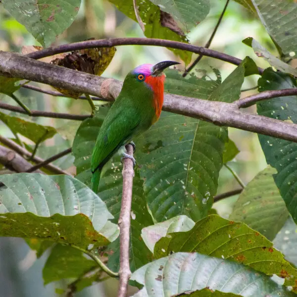 Red-bearded bee-eater - Facts, Diet, Habitat & Pictures on Animalia.bio