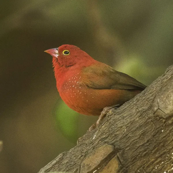Red-billed firefinch - Facts, Diet, Habitat & Pictures on Animalia.bio