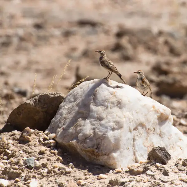 Red-capped lark - Facts, Diet, Habitat & Pictures on Animalia.bio