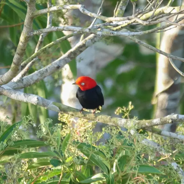 Red-capped manakin - Facts, Diet, Habitat & Pictures on Animalia.bio