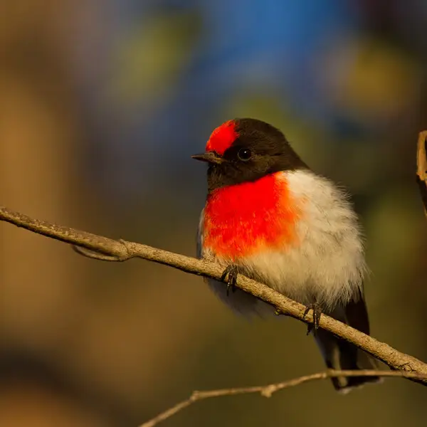 Red-capped robin - Facts, Diet, Habitat & Pictures on Animalia.bio