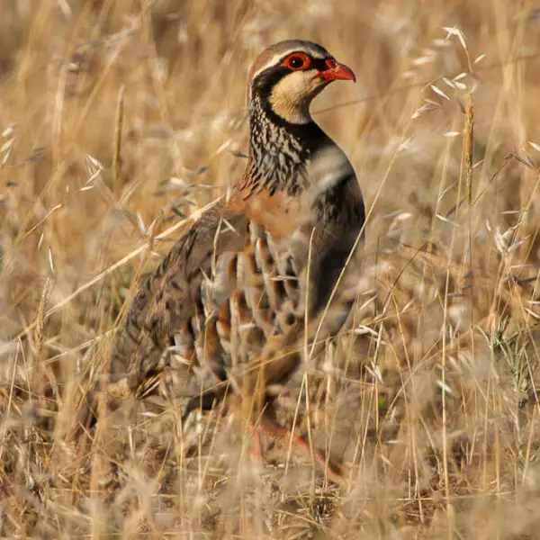 Red-legged partridge - Facts, Diet, Habitat & Pictures on Animalia.bio