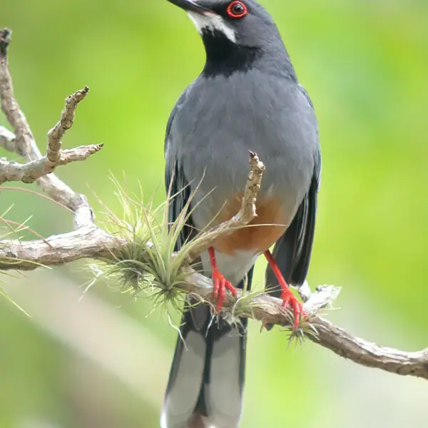 Red-legged thrush - Facts, Diet, Habitat & Pictures on Animalia.bio
