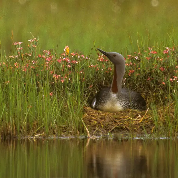 Red-throated loon - Facts, Diet, Habitat & Pictures on Animalia.bio