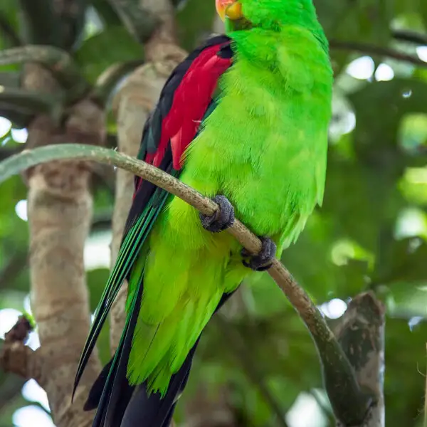 Red-winged parrot - Facts, Diet, Habitat & Pictures on Animalia.bio