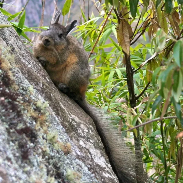 Northern viscacha - Facts, Diet, Habitat & Pictures on Animalia.bio