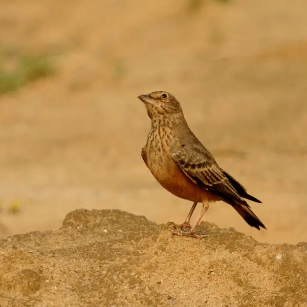 Rufous-tailed lark - Facts, Diet, Habitat & Pictures on Animalia.bio