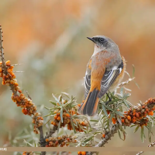 Eversmann's redstart - Facts, Diet, Habitat & Pictures on Animalia.bio