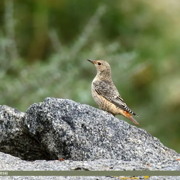 Common rock thrush - Facts, Diet, Habitat & Pictures on Animalia.bio