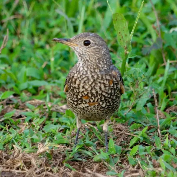 Common rock thrush - Facts, Diet, Habitat & Pictures on Animalia.bio