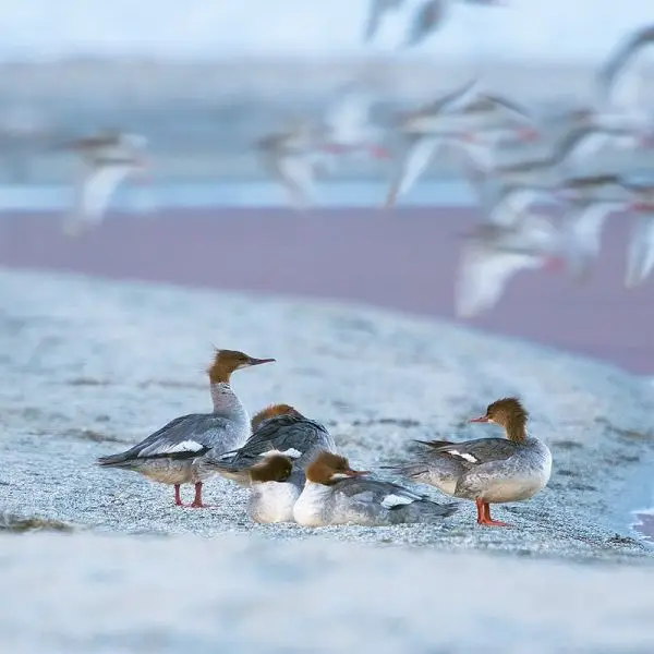 Common Merganser - Facts, Diet, Habitat & Pictures on Animalia.bio