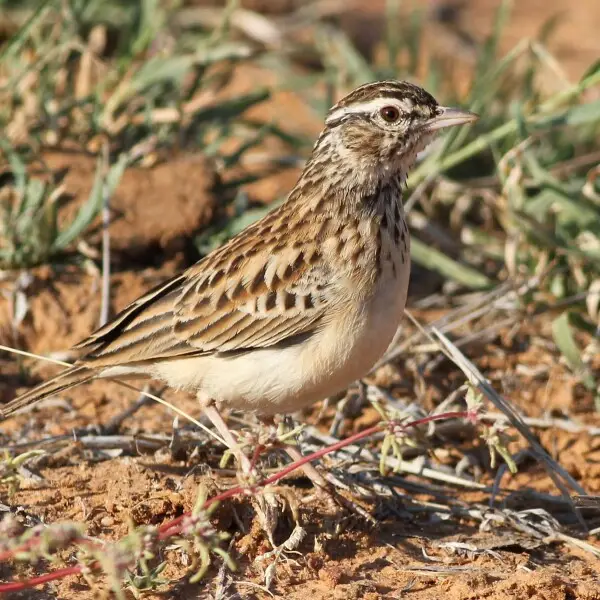 Sabota lark - Facts, Diet, Habitat & Pictures on Animalia.bio