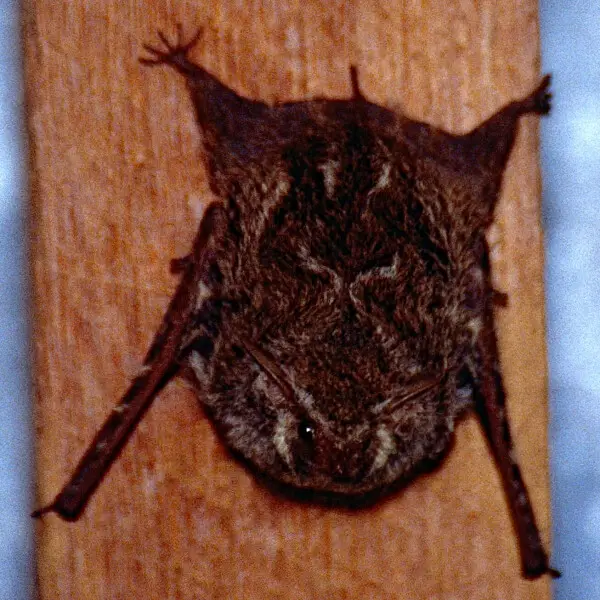 Greater sac-winged bat - Facts, Diet, Habitat & Pictures on Animalia.bio