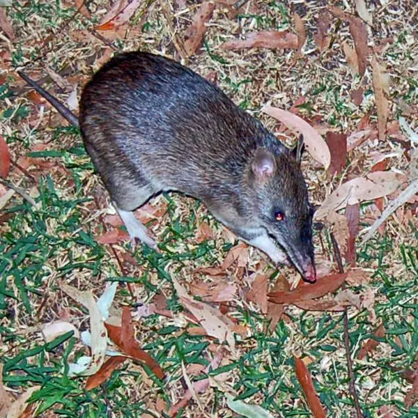 Long-Nosed Bandicoot - Facts, Diet, Habitat & Pictures on Animalia.bio