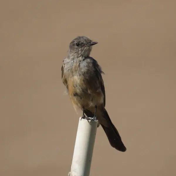 Say's phoebe - Facts, Diet, Habitat & Pictures on Animalia.bio