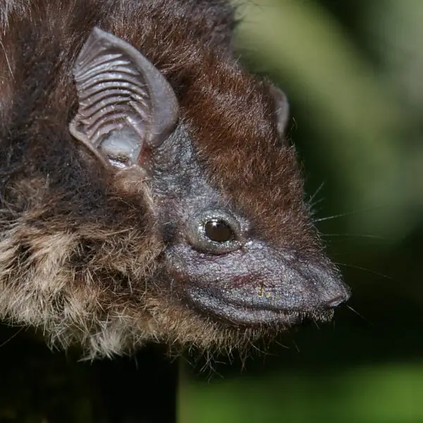 Saccopteryx bilineata - факти, дієта, ареал і фотографії на Animalia.bio