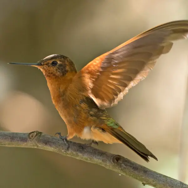 Shining sunbeam - Facts, Diet, Habitat & Pictures on Animalia.bio