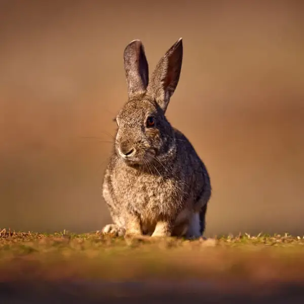 European Rabbit - Facts, Diet, Habitat & Pictures on Animalia.bio