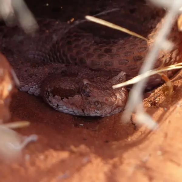 Sidewinder - Facts, Diet, Habitat & Pictures on Animalia.bio