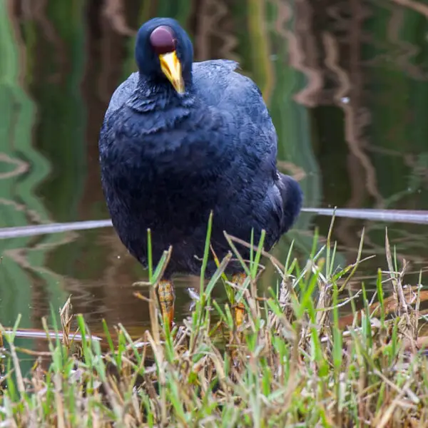 Andean coot - Facts, Diet, Habitat & Pictures on Animalia.bio