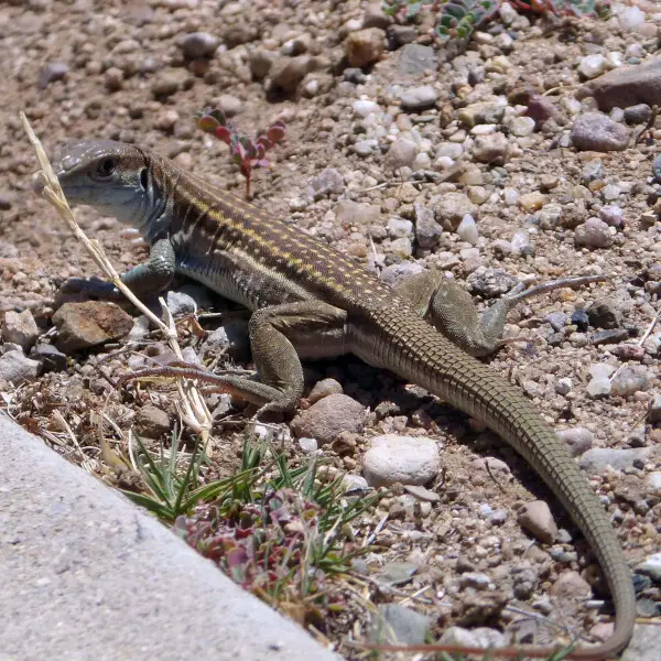 Gila spotted whiptail - Facts, Diet, Habitat & Pictures on Animalia.bio