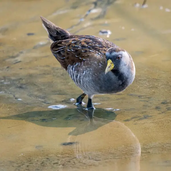 Sora - Facts, Diet, Habitat & Pictures on Animalia.bio