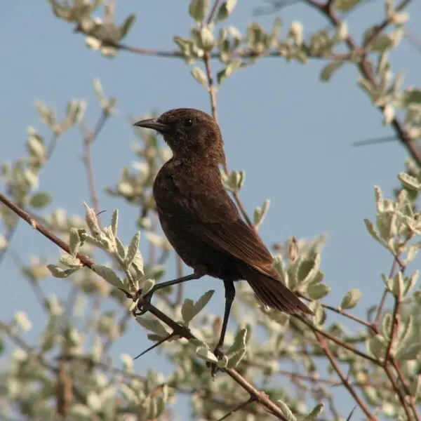 Ant-eating chat - Facts, Diet, Habitat & Pictures on Animalia.bio