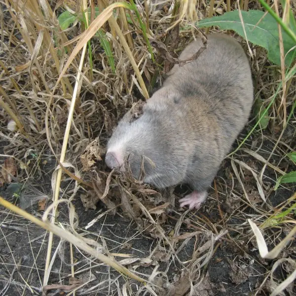 Greater mole-rat - Facts, Diet, Habitat & Pictures on Animalia.bio
