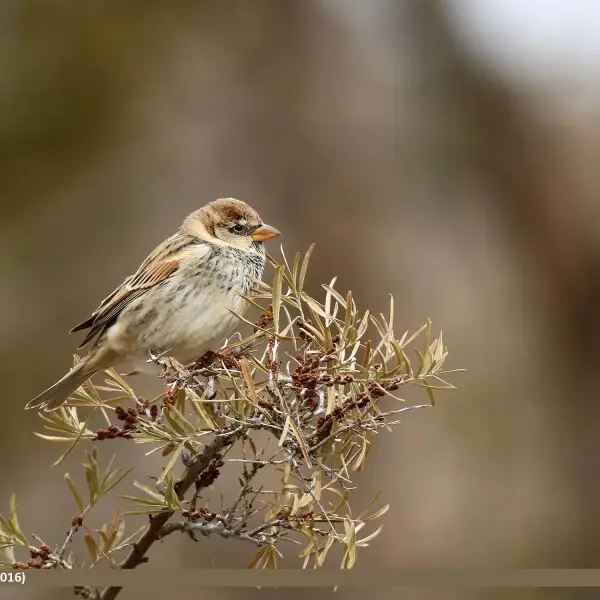 Spanish sparrow - Facts, Diet, Habitat & Pictures on Animalia.bio