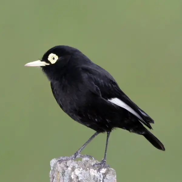 Spectacled tyrant - Facts, Diet, Habitat & Pictures on Animalia.bio