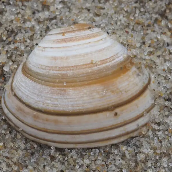 Spisula solida - факти, дієта, ареал і фотографії на Animalia.bio