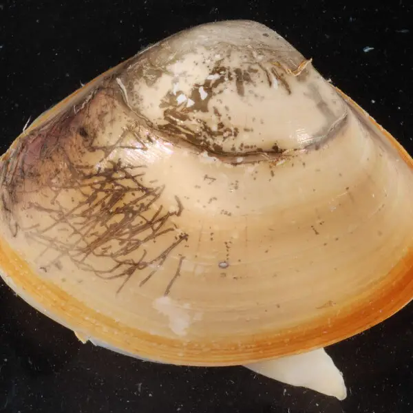 Atlantic surf clam - Facts, Diet, Habitat & Pictures on Animalia.bio