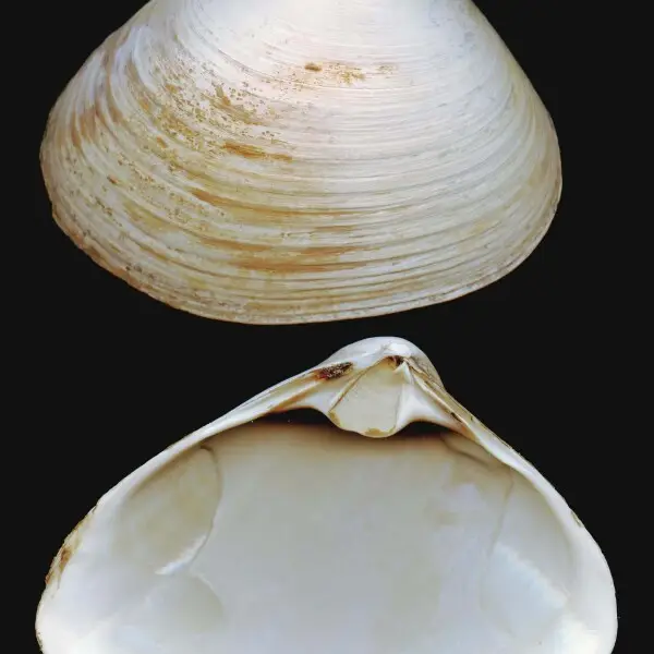 Atlantic surf clam - Facts, Diet, Habitat & Pictures on Animalia.bio