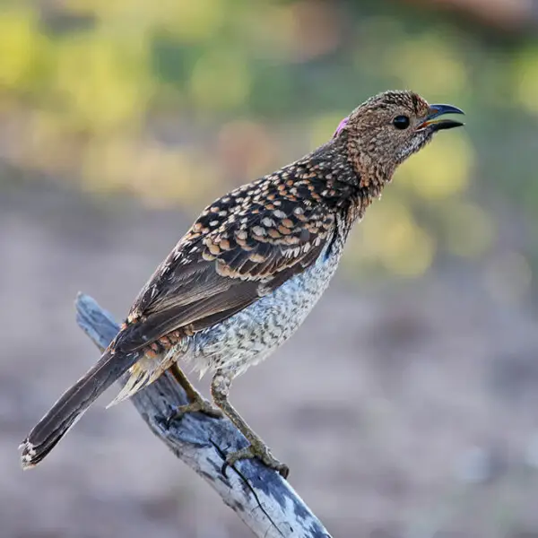 Uccello giardiniere maculato - Fatti, dieta, habitat e immagini su ...