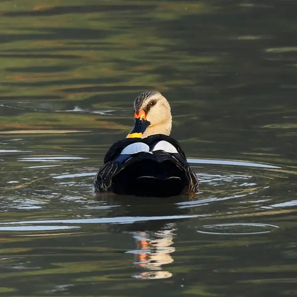 Indian spot-billed duck - Facts, Diet, Habitat & Pictures on Animalia.bio