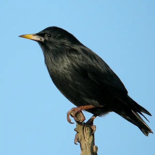 Spotless starling - Facts, Diet, Habitat & Pictures on Animalia.bio