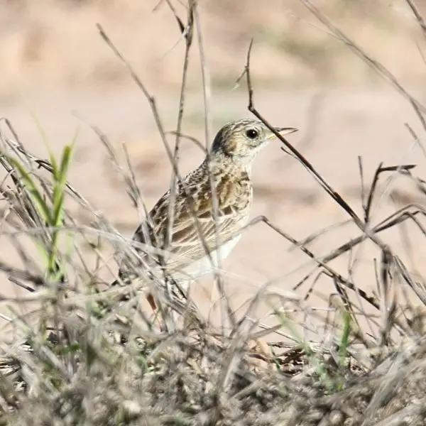 Sprague's Pipit - Facts, Diet, Habitat & Pictures on Animalia.bio