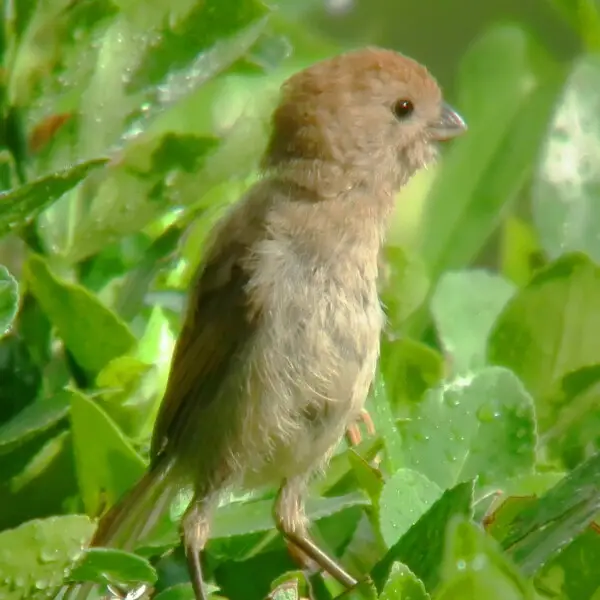 Vinous-throated parrotbill - Facts, Diet, Habitat & Pictures on ...