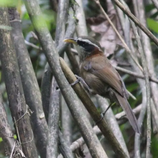 Streak-breasted scimitar babbler - Facts, Diet, Habitat & Pictures on ...