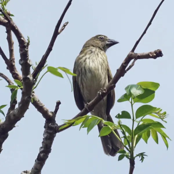 Streaked saltator - Facts, Diet, Habitat & Pictures on Animalia.bio