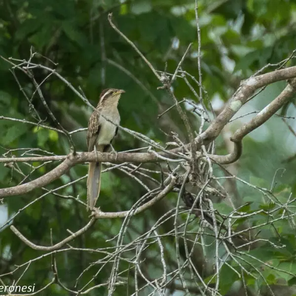 Tapera naevia - Facts, Diet, Habitat & Pictures on Animalia.bio
