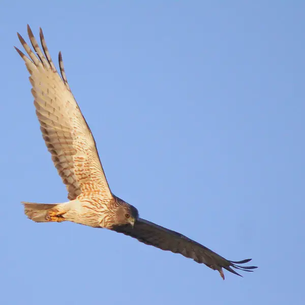 Swamp harrier - Facts, Diet, Habitat & Pictures on Animalia.bio