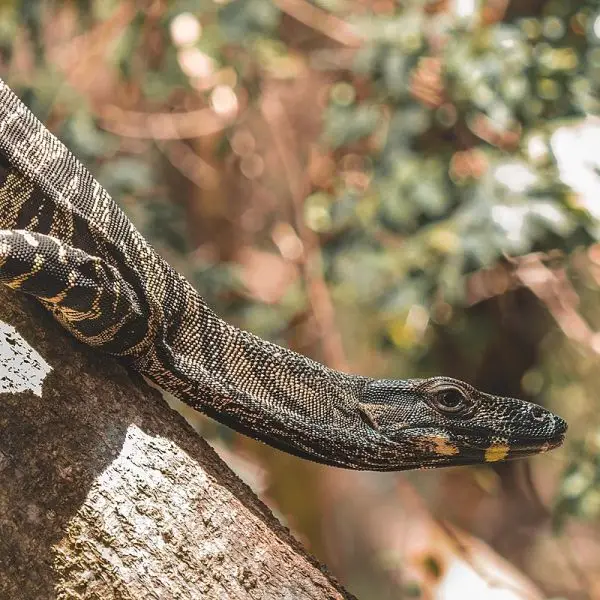 Lace Monitor - Facts, Diet, Habitat & Pictures on Animalia.bio