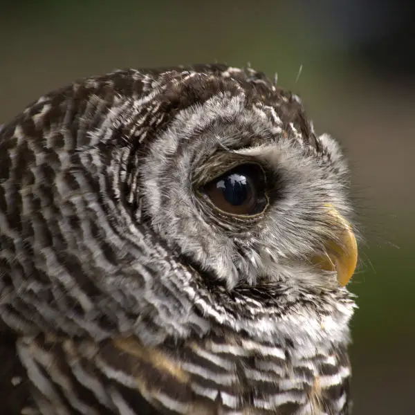 Tawny Owl - Facts, Diet, Habitat & Pictures on Animalia.bio